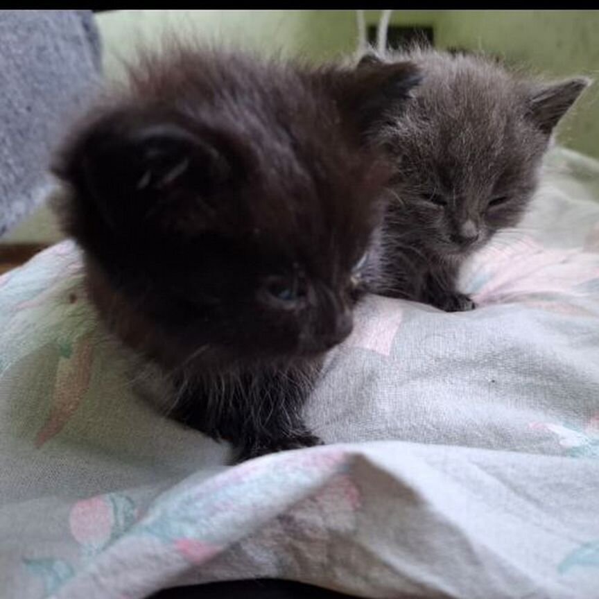 Котята в добрые руки