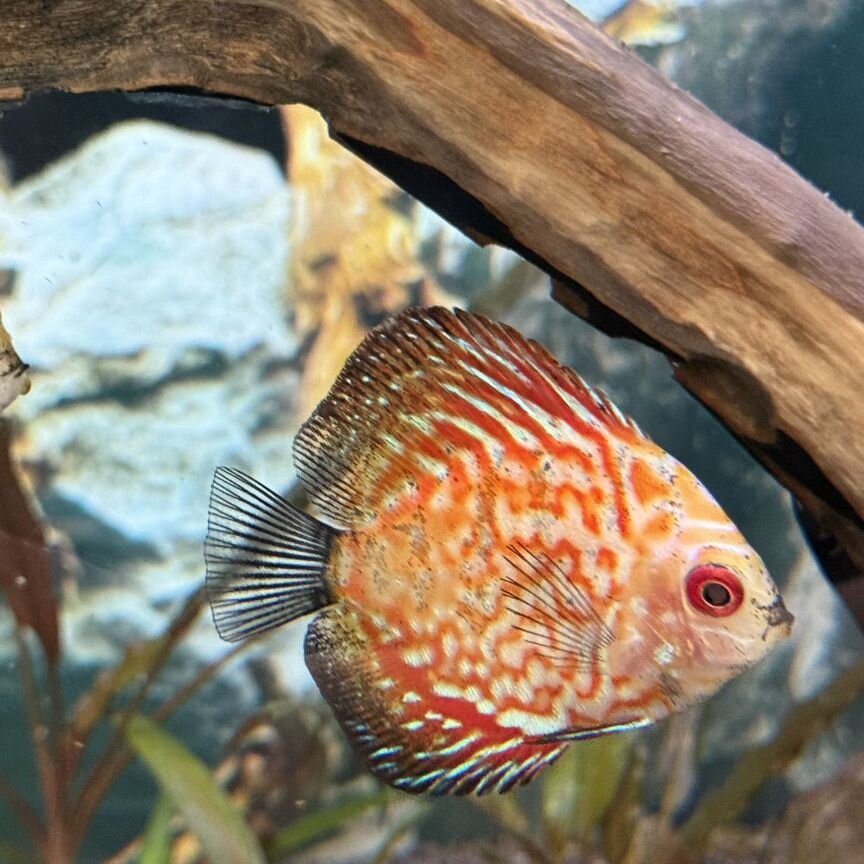 Дискусы 3 шт