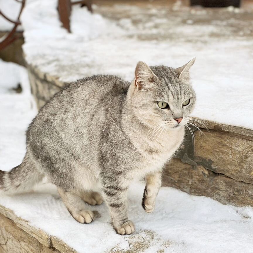 Кот