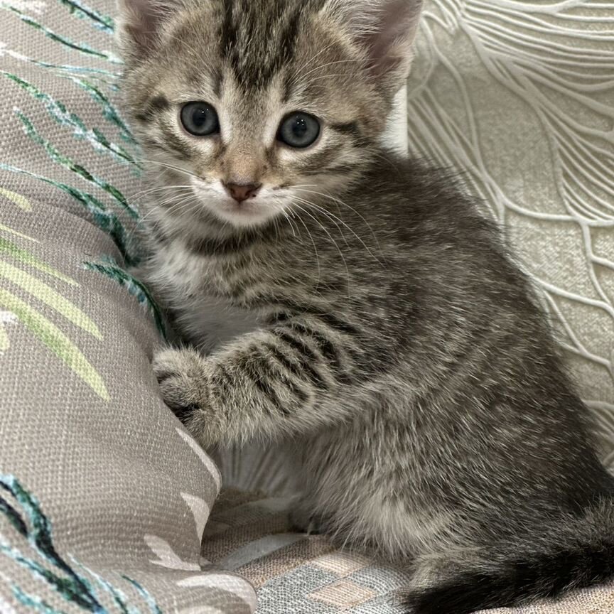 Коята в добрые руки