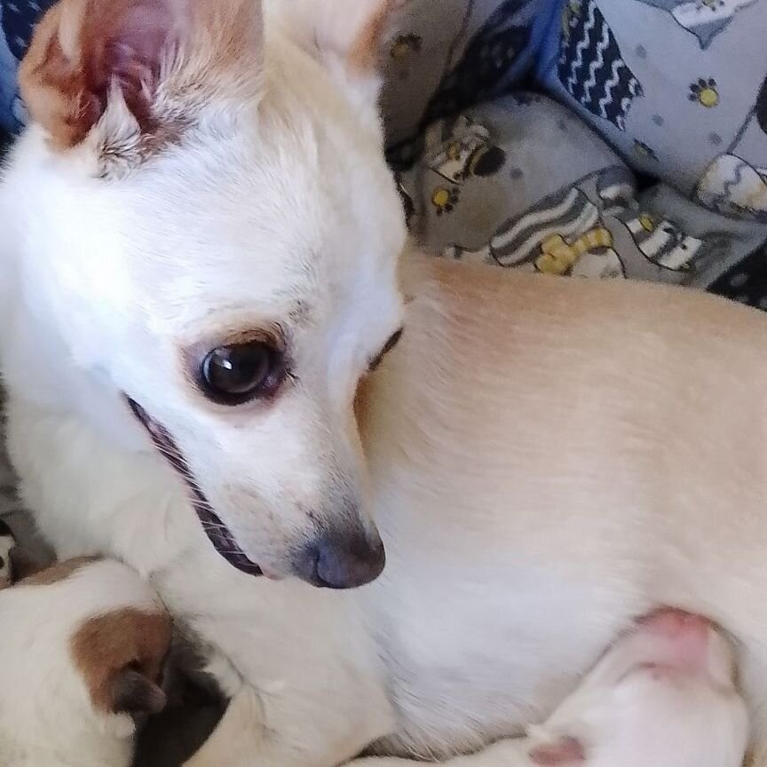 Щенки той-терьера