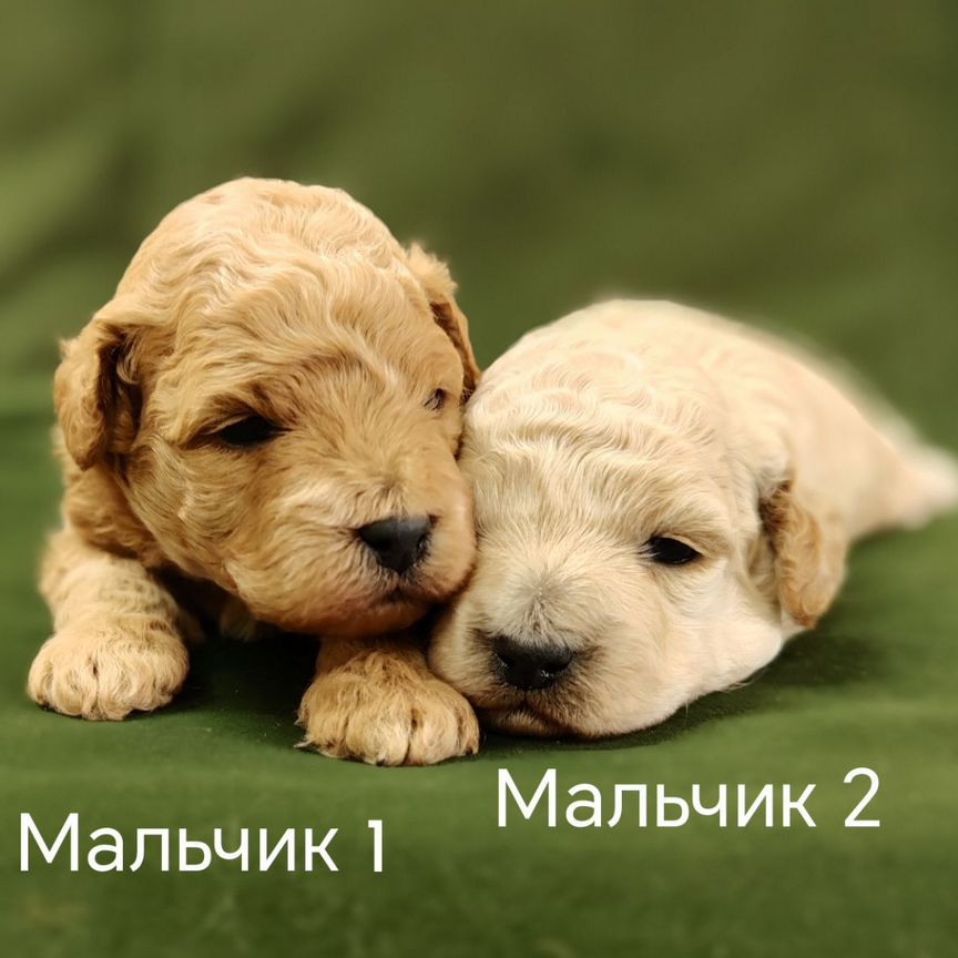 Пудель, щенок
