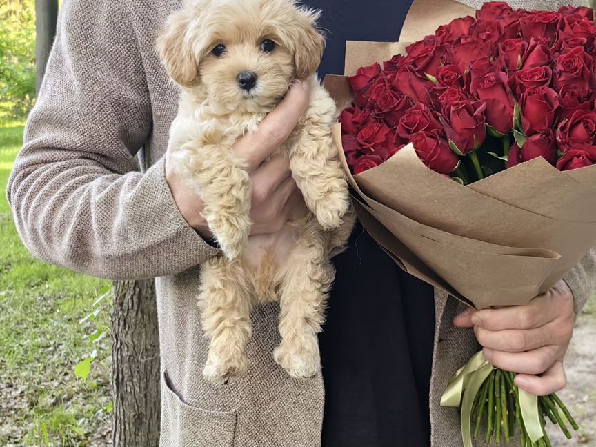 Супер малыш мальтипу