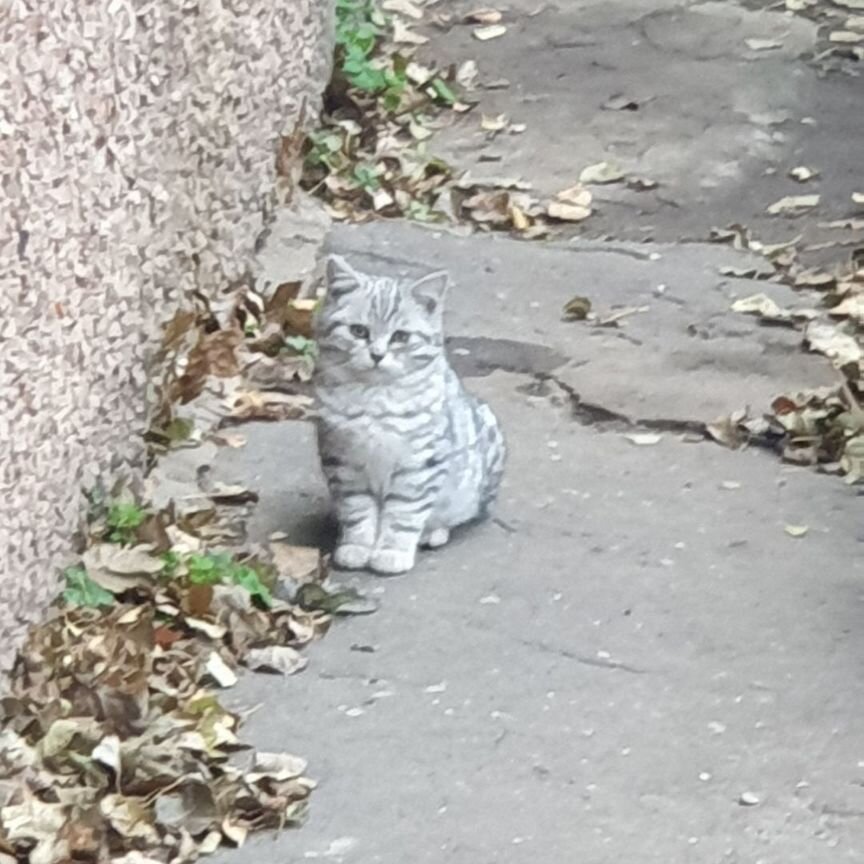 Маленькое чудо котейка