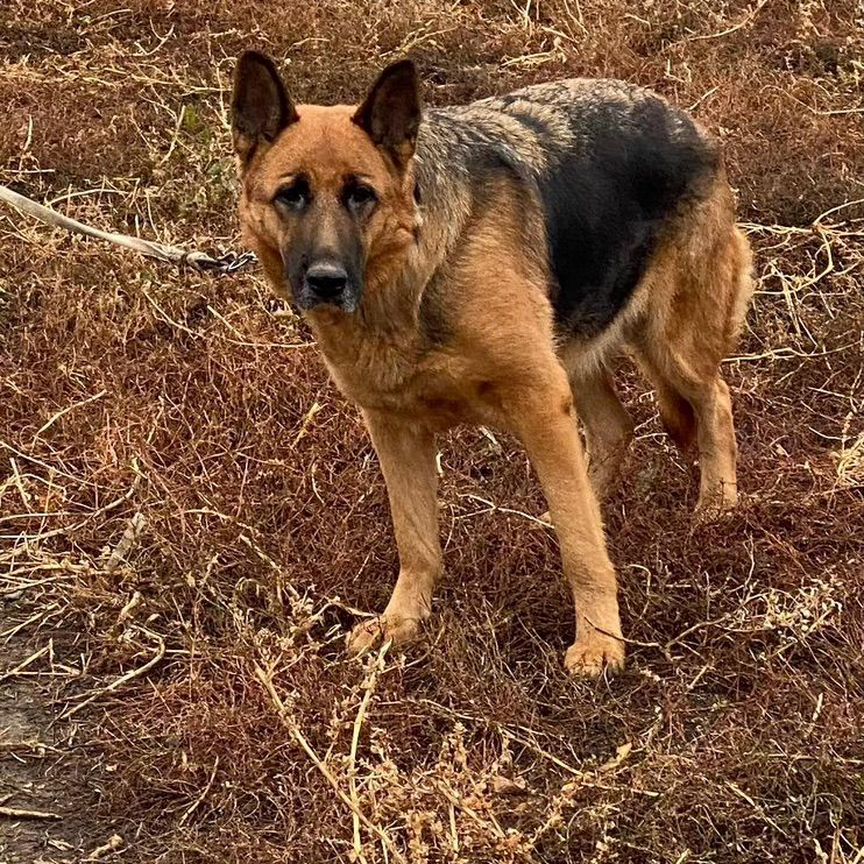 Немецкая овчарка в добрые руки