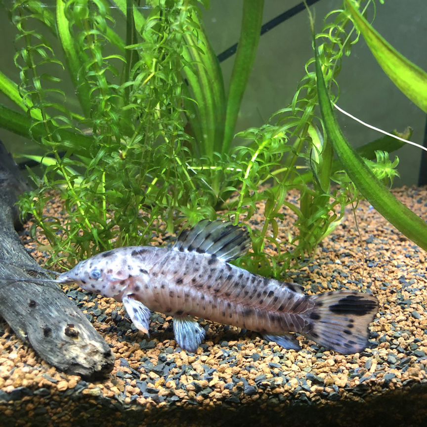 Сом таракатум