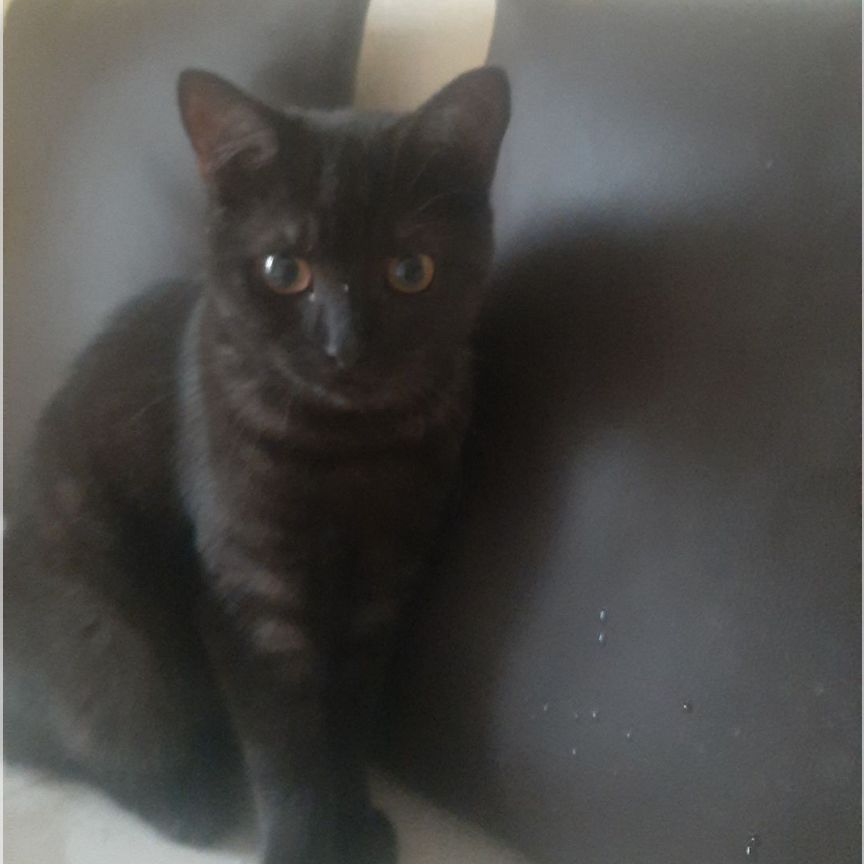 Шотландская вислоухая длинношёрстная, взрослая кошка