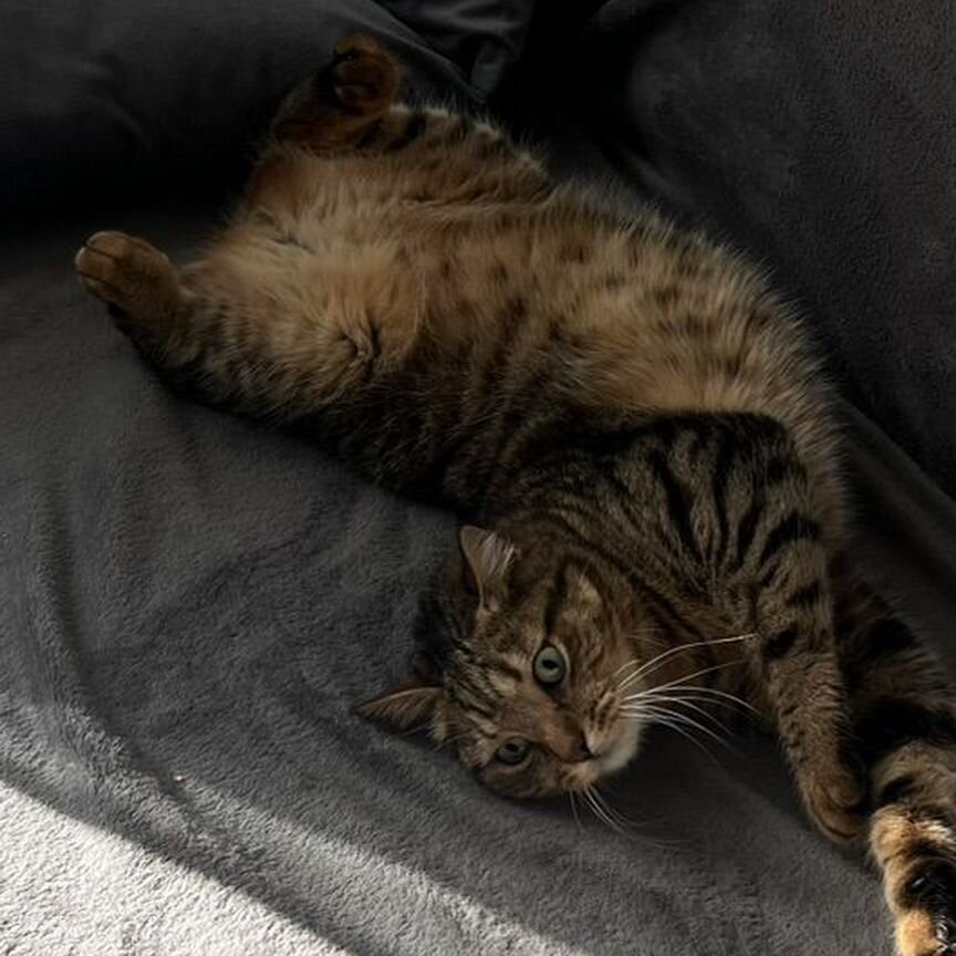 Взрослый кот в добрые руки