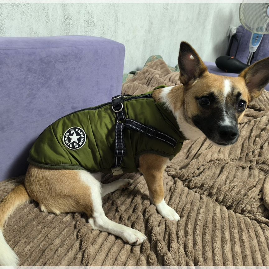 Зимняя куртка для собак средних пород