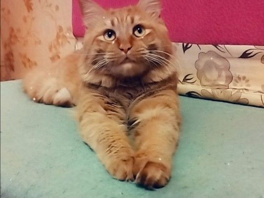 Котик на вязку
