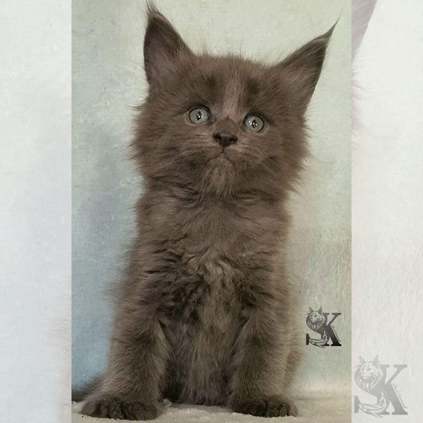 Мейн-кун котёнок