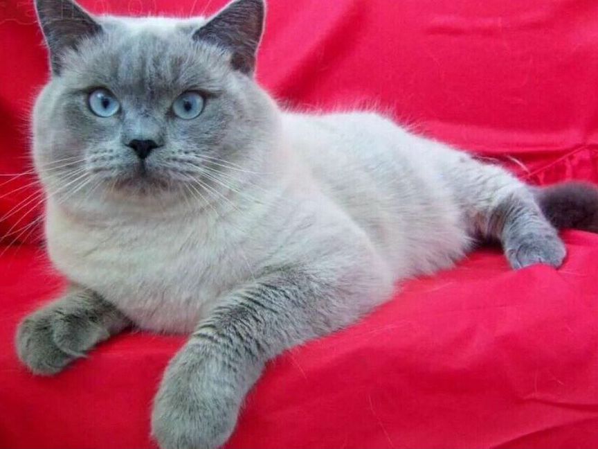 Шотландский котик ждет невест