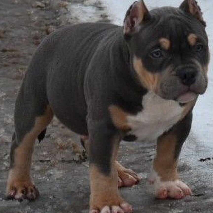 Американский булли, щенок