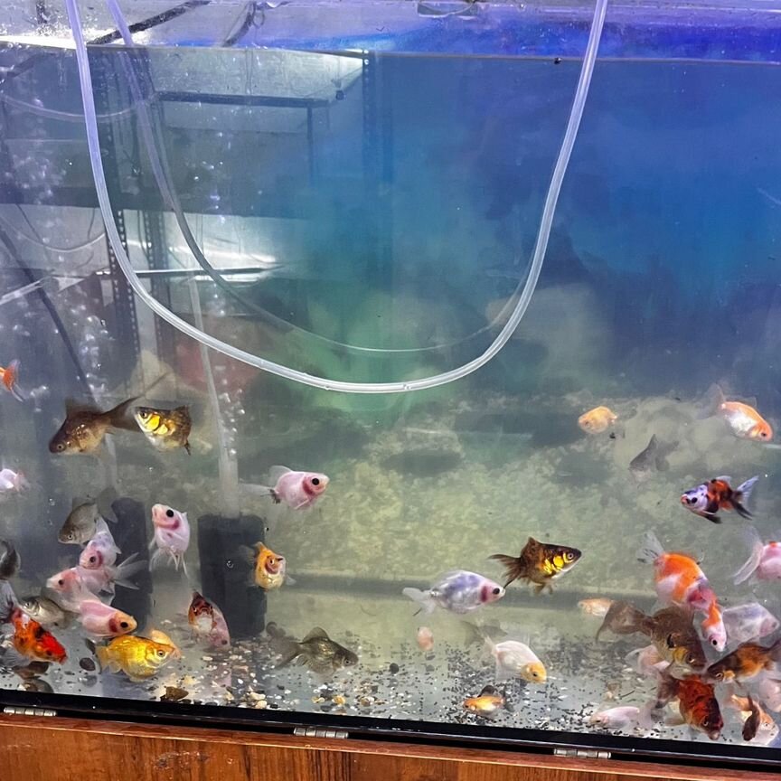 Аквариумные рыбки