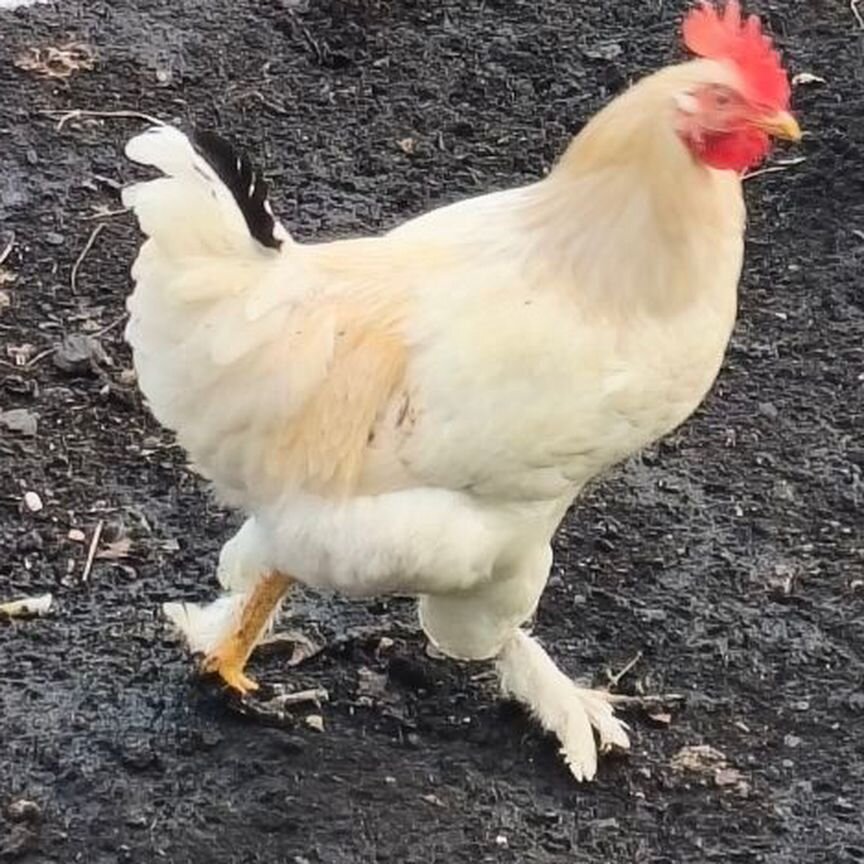 Куры несушки петухи