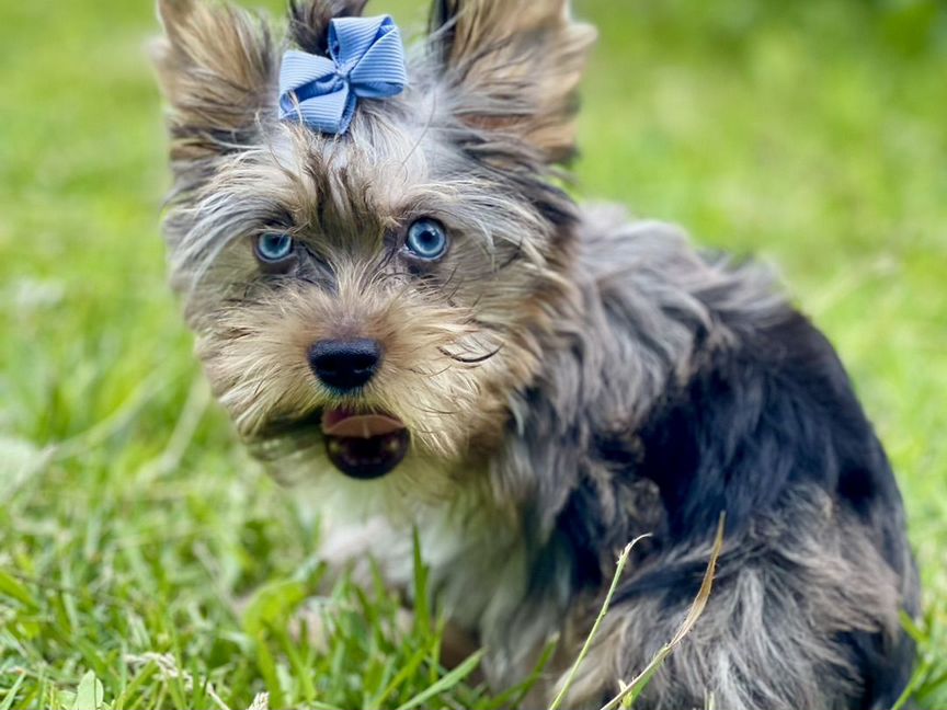 Голубоглазый мальчик