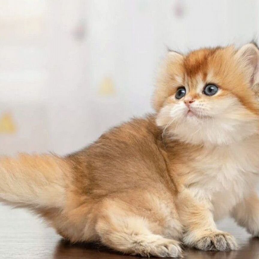 Шотландские котомалыши хайленд - страйт