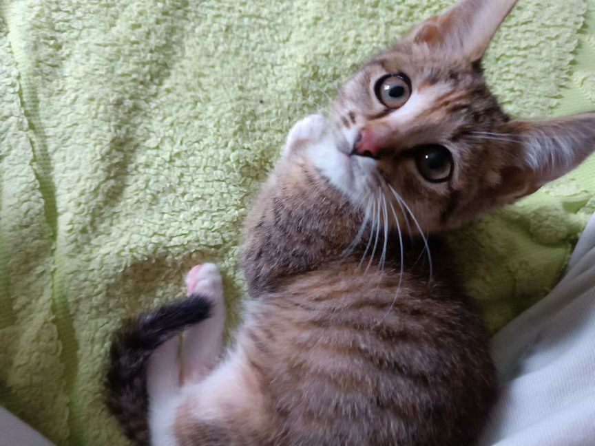 Котëнок