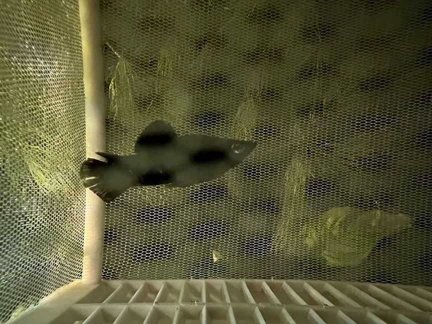 Моллинезия самец