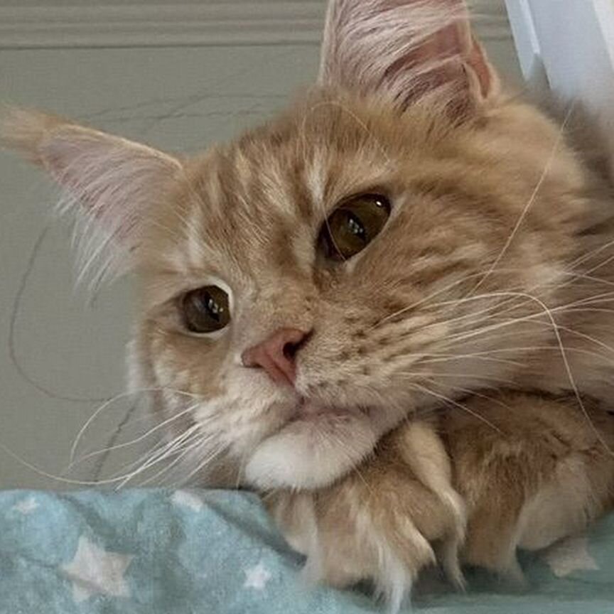 Мейн-кун котёнок