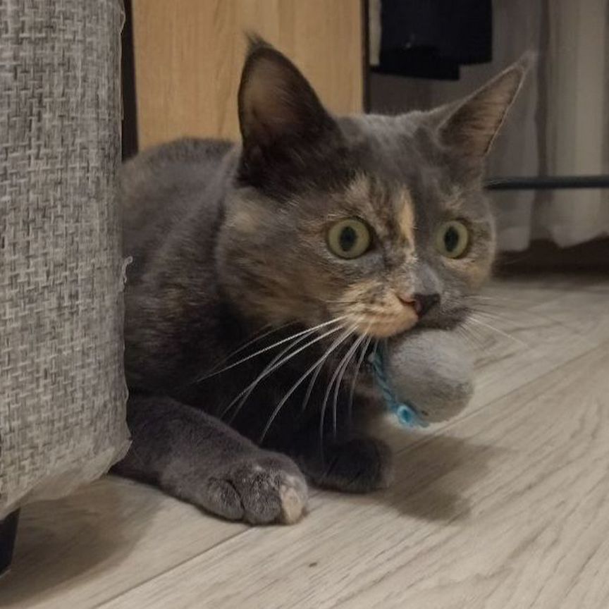 Прекрасная Дульсинея в поисках дома