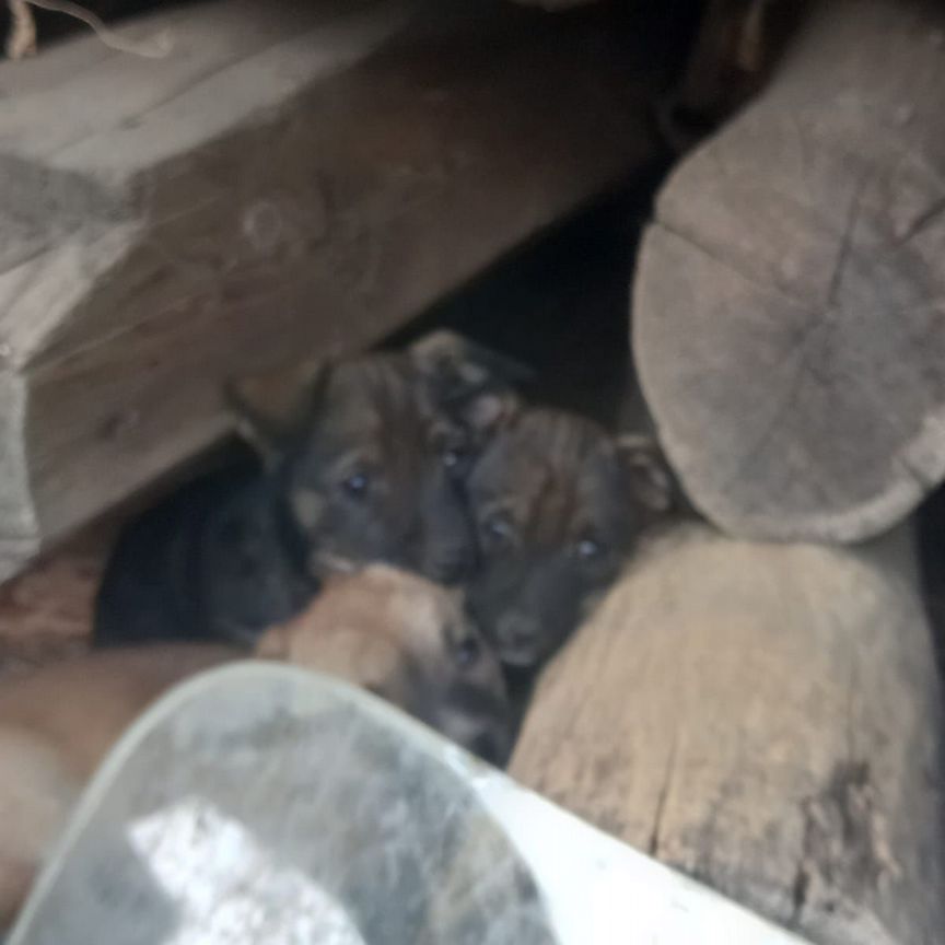 Отдадим щенков-девочек в хорошие добрые руки