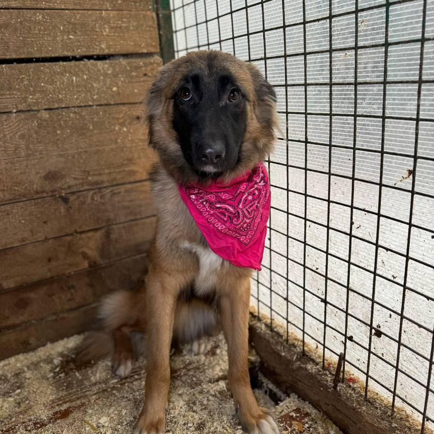 Сэнди ищет семью