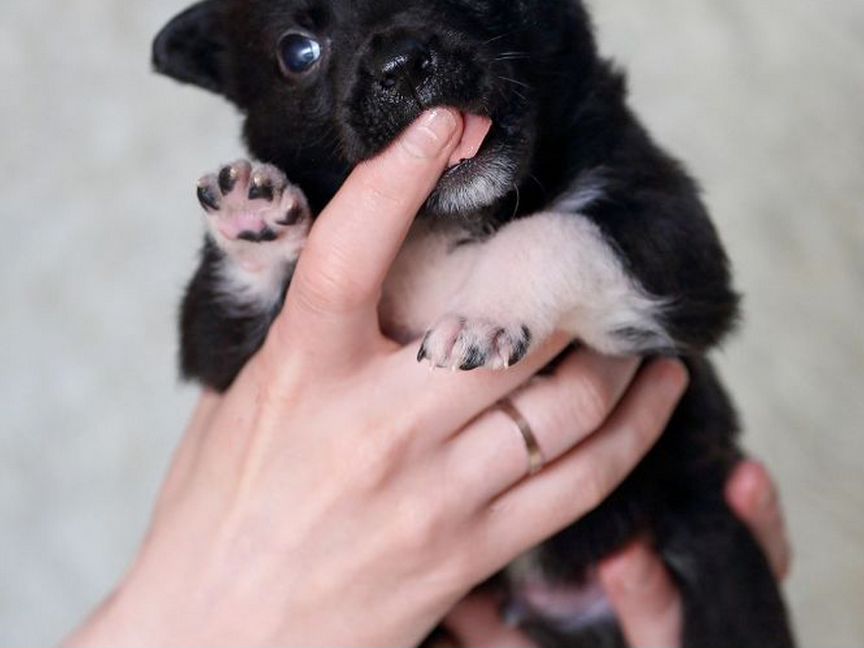 Малыши щенки 1 мес. Только пока бронировать
