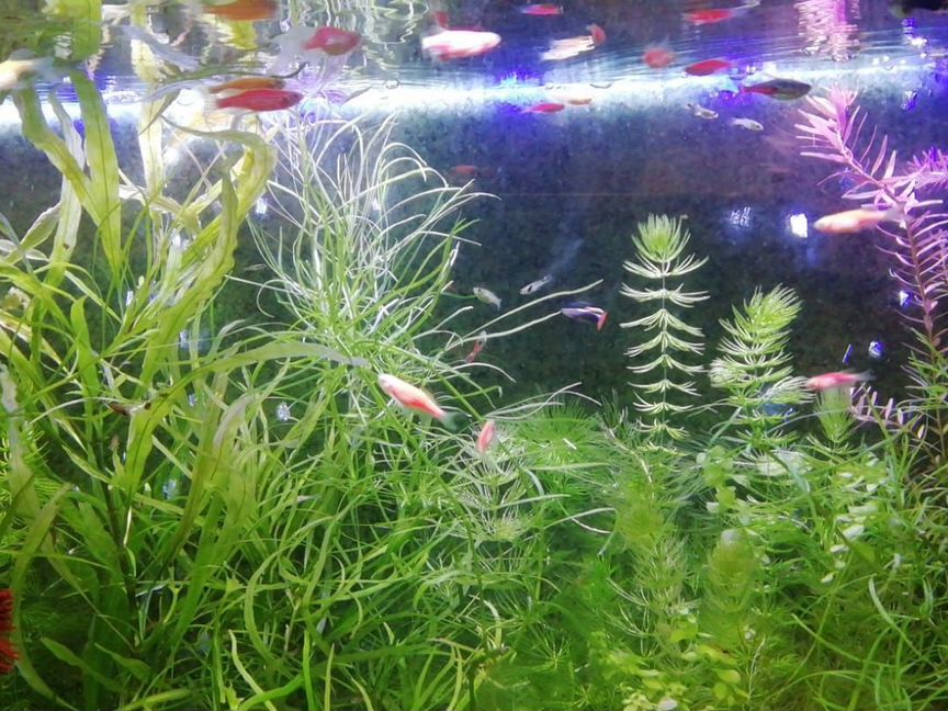 Аквариумные рыбки данио