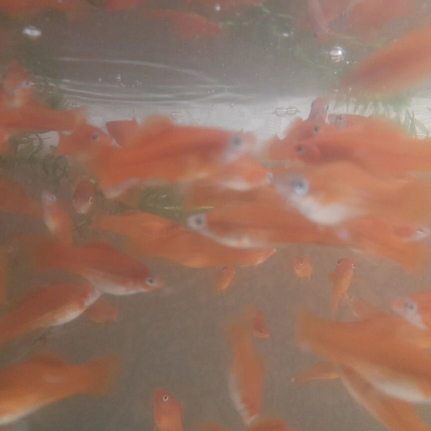 Меченосцы молодняк