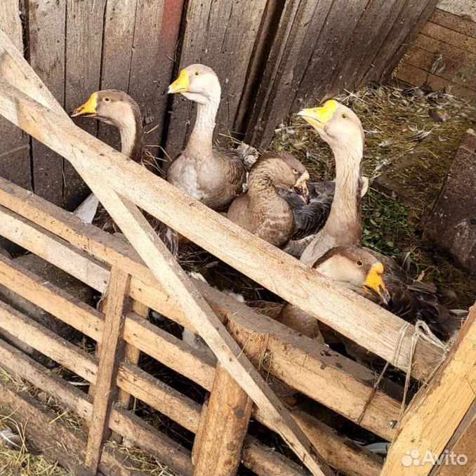 Семья гусей 4+1