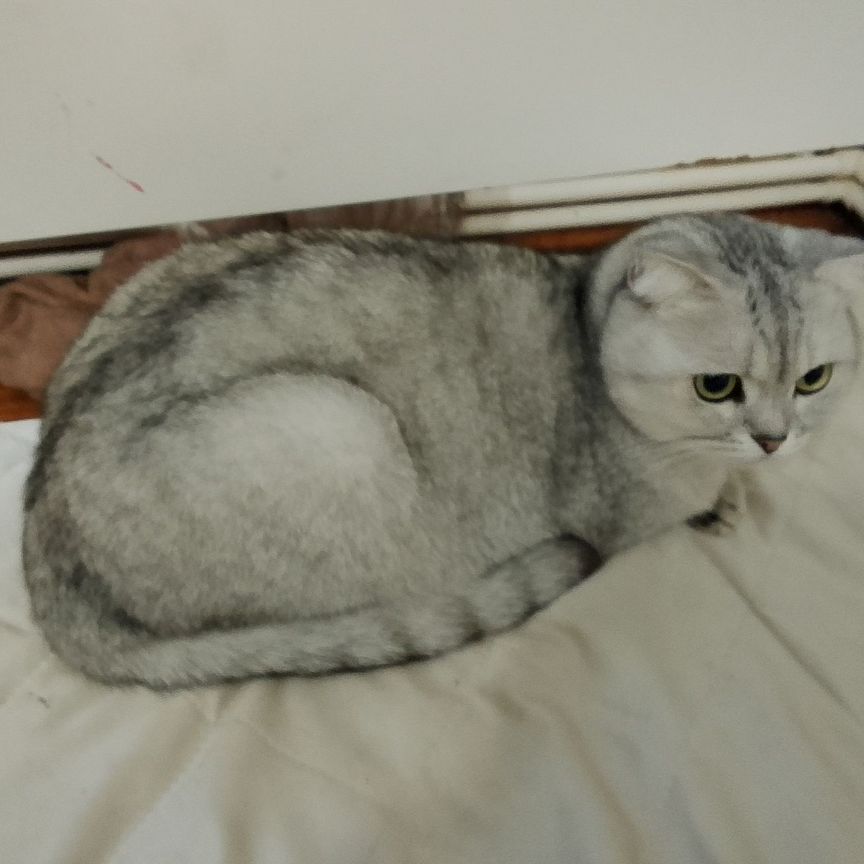 Шотландская вислоухая короткошёрстная кошка, взрослая