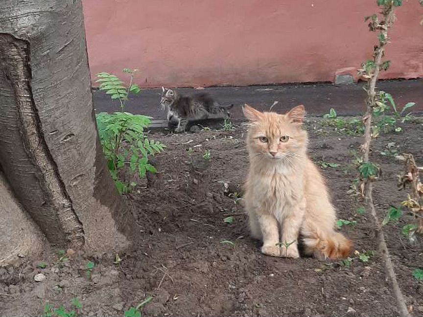 Кошки и котята в добрые руки