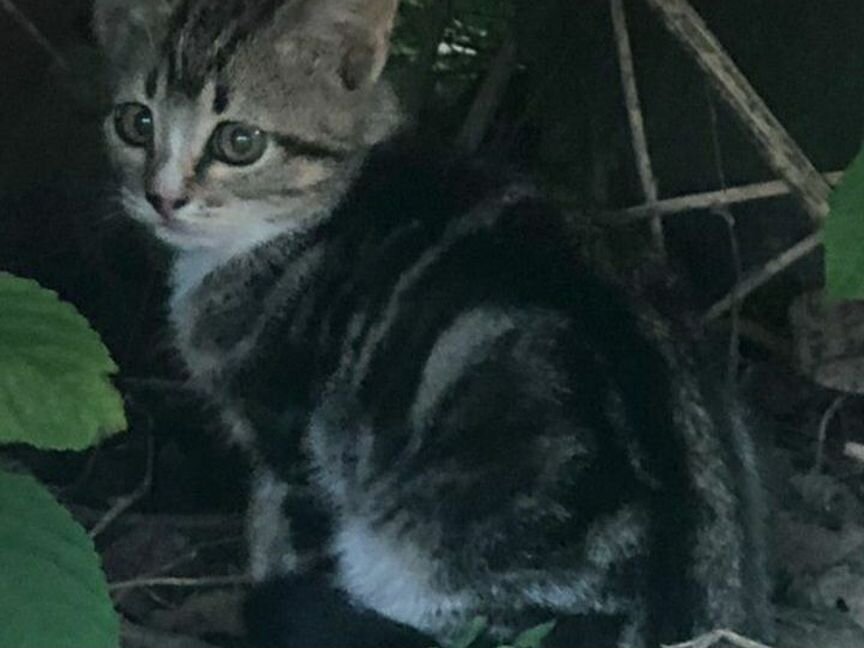 Котёнок мраморного окраса в дар