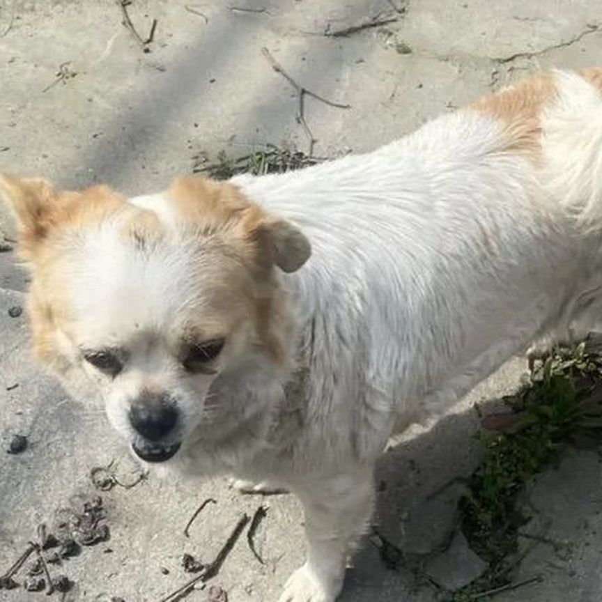 Взрослая собака в добрые руки