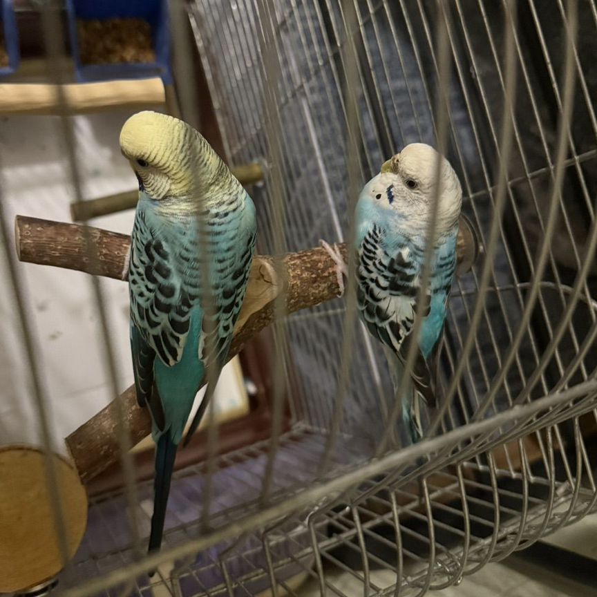 Волнистый попугай