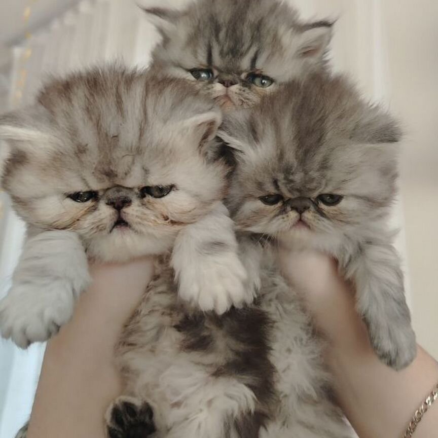Экзотические кошечки