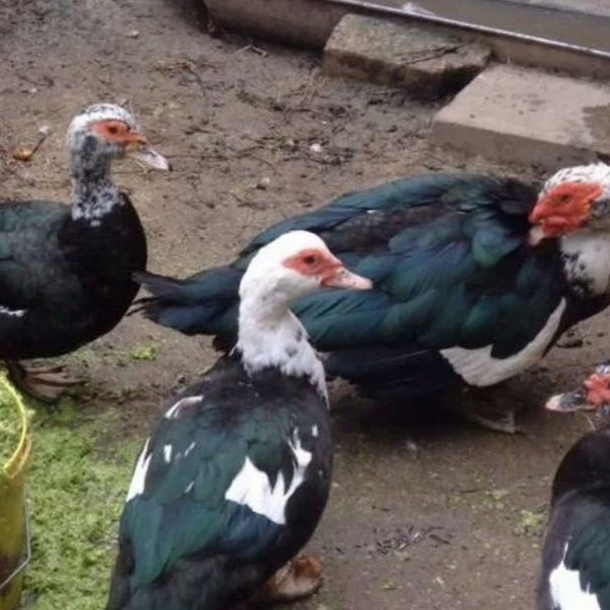 Утки шипуны