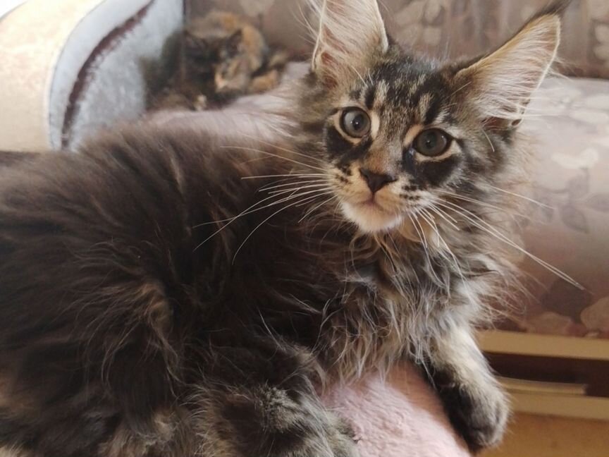 Котята мейн-кун