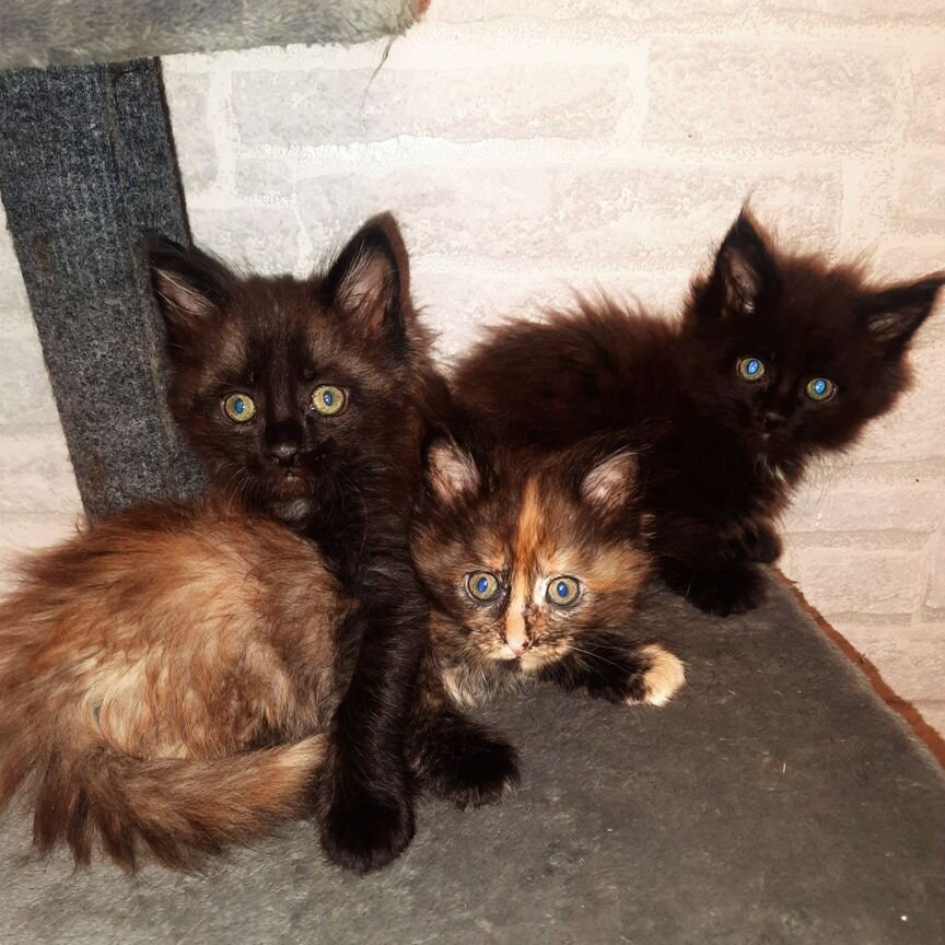 Мейн-кун котёнок