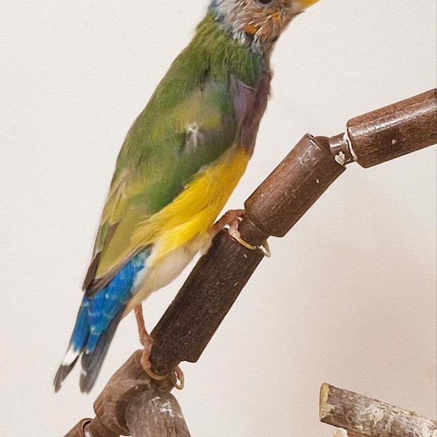 Молодой самец амадина Гульда