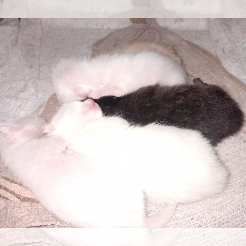 Турецкая ангора котёнок