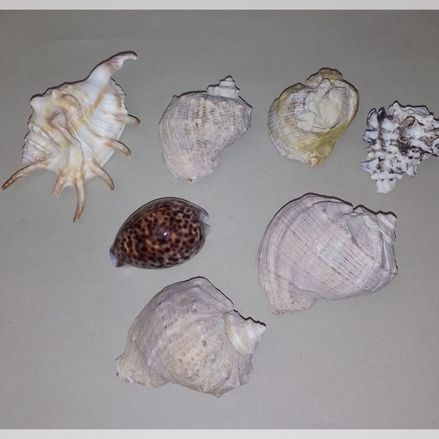 Морские ракушки раковины