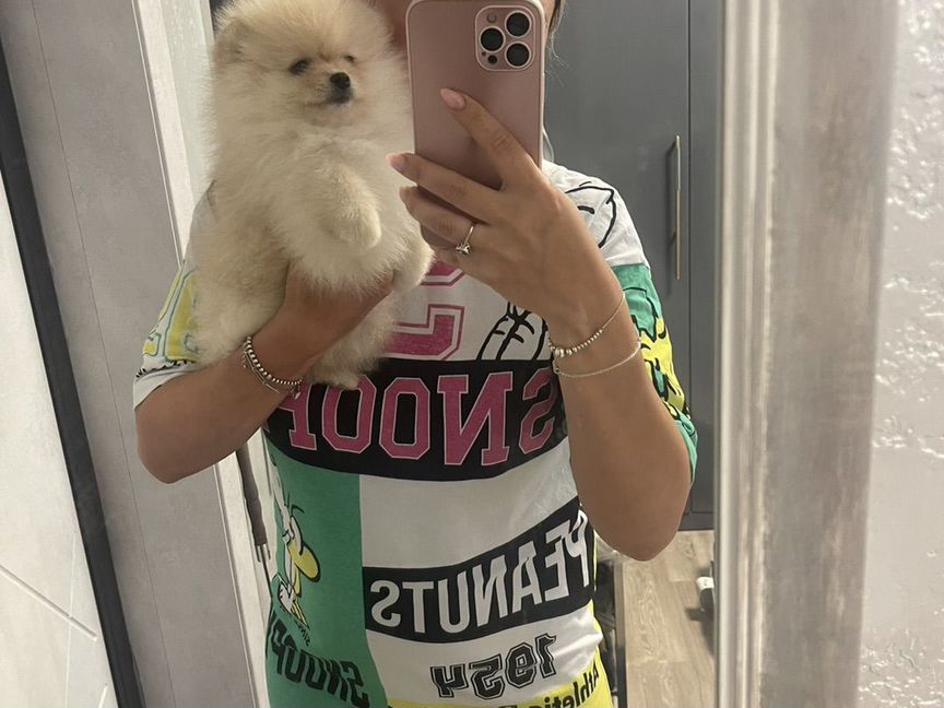 Шпиц кремовый мальчик