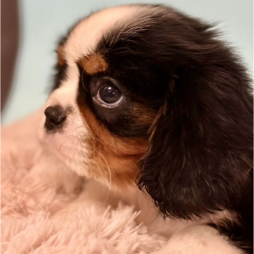 Кавалер кинг-чарльз-спаниель, щенок