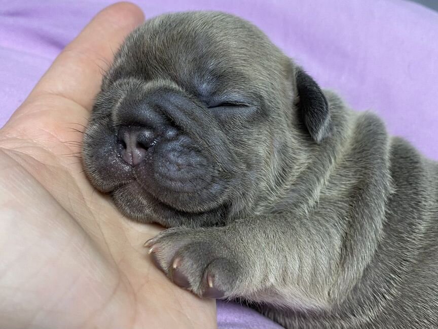 Французский бульдог лиловогенная девочка