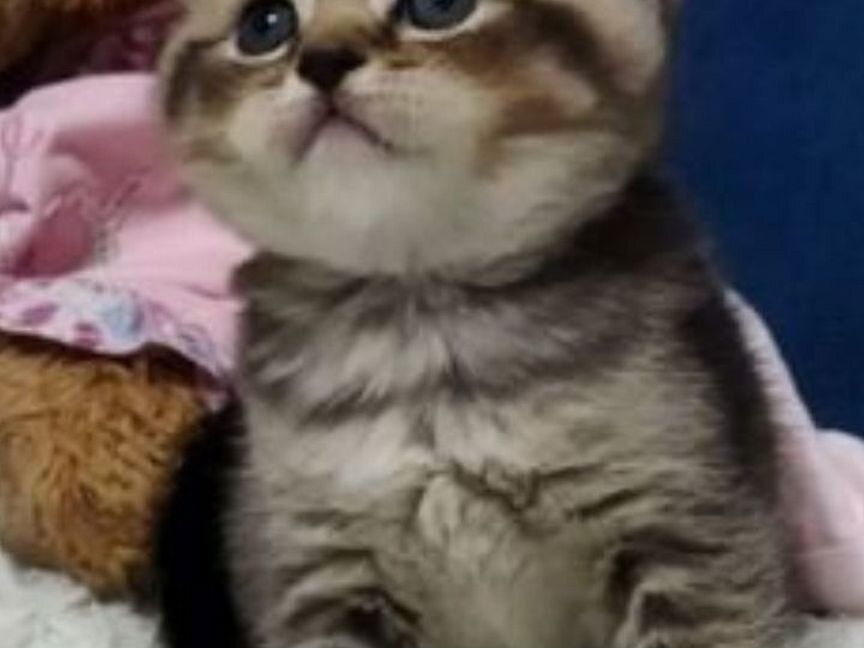 Шотландская