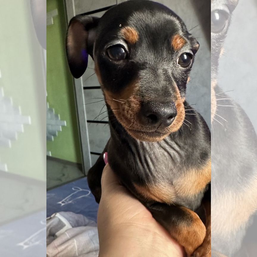 Мальчик цвергпинчер