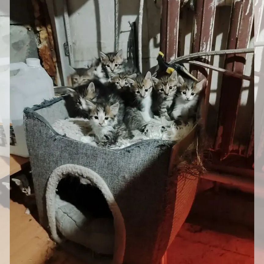 Котёнок в добрые руки