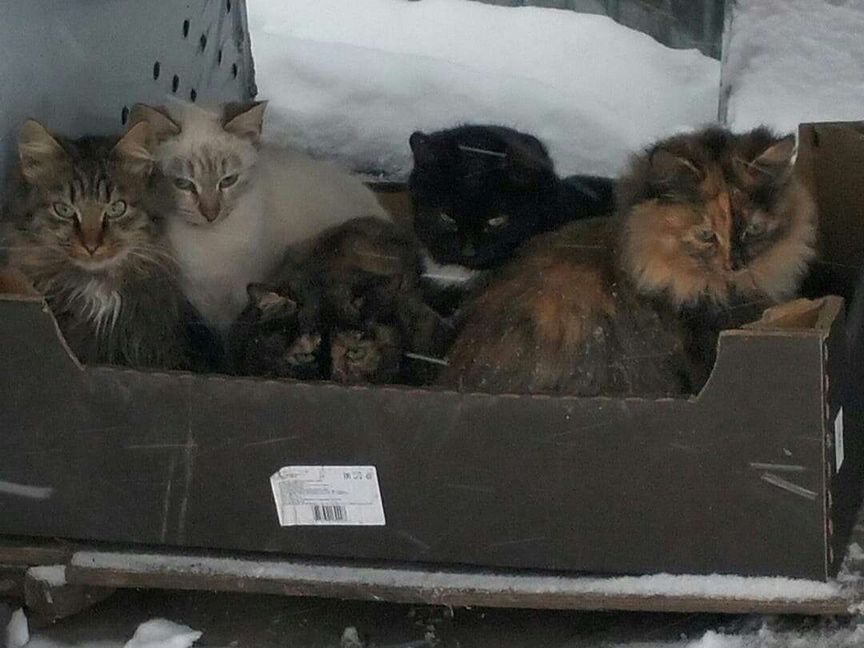 Котят очеькрасивых выкинули на улицу в мороз